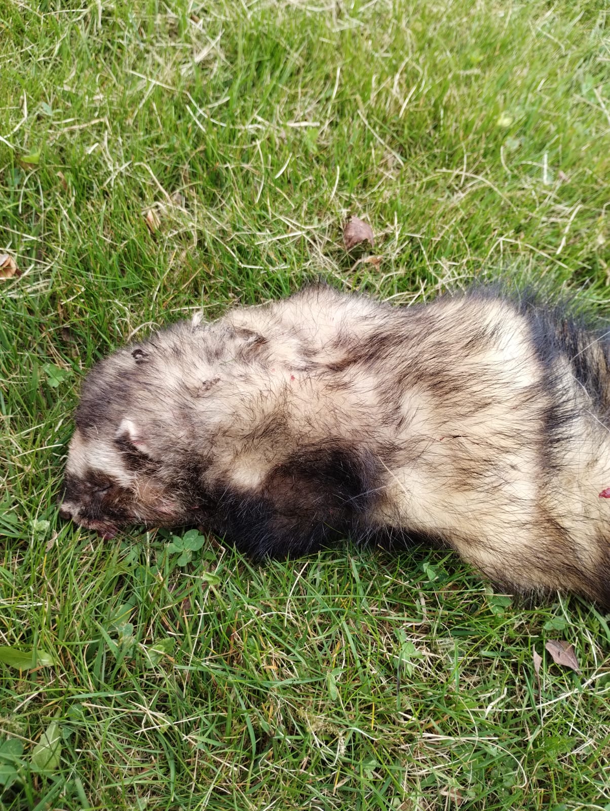 Polecats in North-East Scotland – North East Scotland Mammal Network